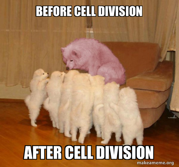 before cell division after cell division - Malicious Storytelling Dog ...