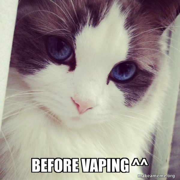 before vaping ^^ - Ridiculously Photogenic Cat Meme Generator