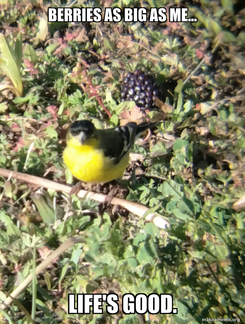 Berries as big as me... Life's good. Meme Generator