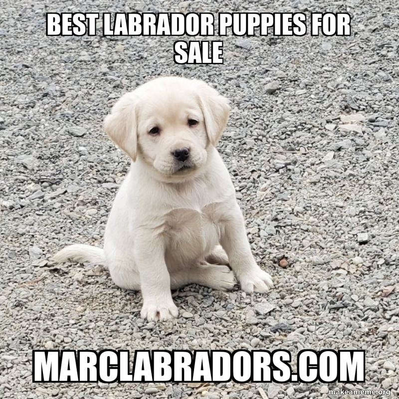 Best Labrador puppies for sale marclabradors.com Meme Generator