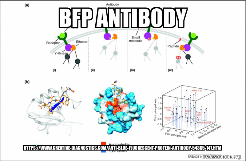 BFP Antibody https://www.creative-diagnostics.com/Anti-Blue-Fluorescent ...