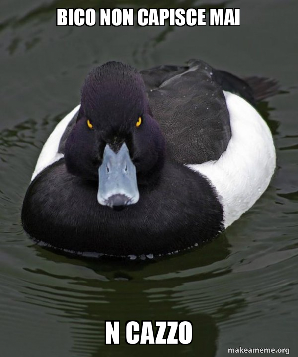 Bico non capisce mai n cazzo - Revenge Duck ( Angry Advice Duck ...