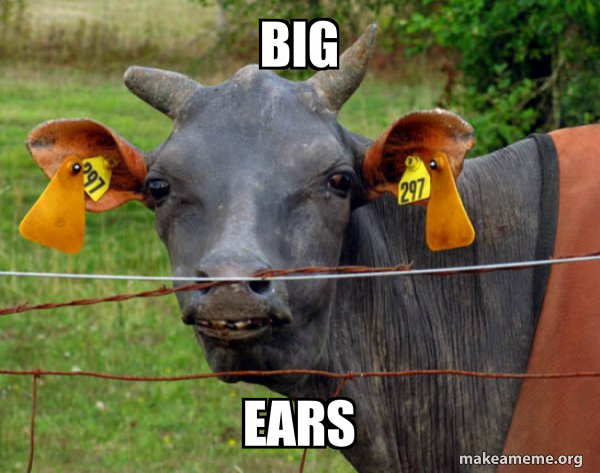 BIG EARS - Hairless Cow Meme Generator
