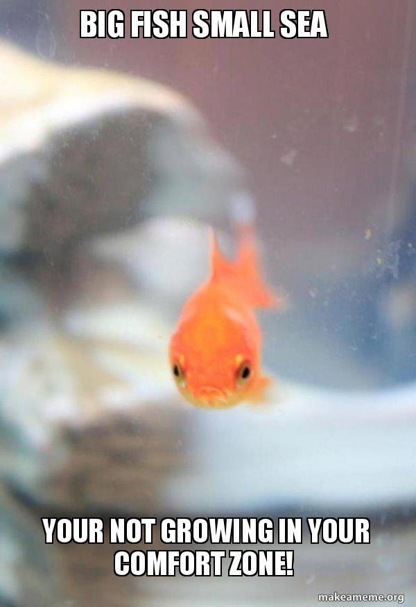 Big Fish Small Sea Your not growing in your comfort zone! - Grumpy Fish ...