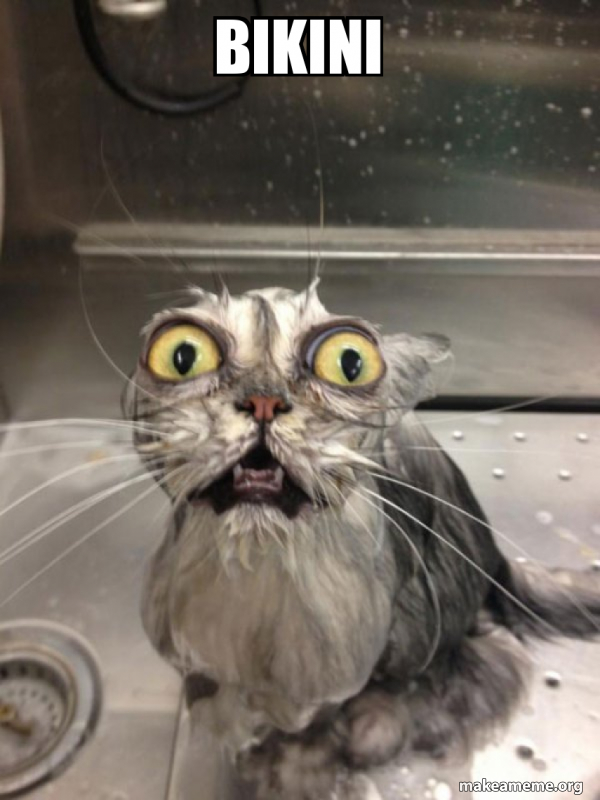 bikini - Cat bath Meme Generator