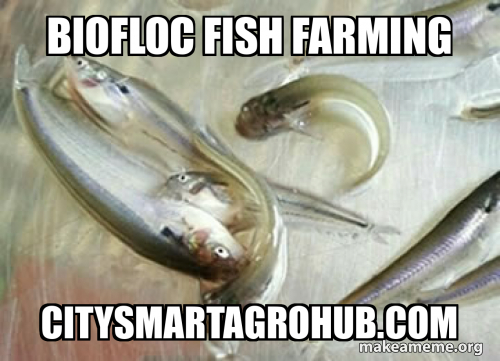 Biofloc Fish Farming citysmartagrohub.com Meme Generator