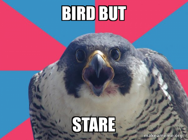 Bird but STARE - Millennial Falcon Meme Generator