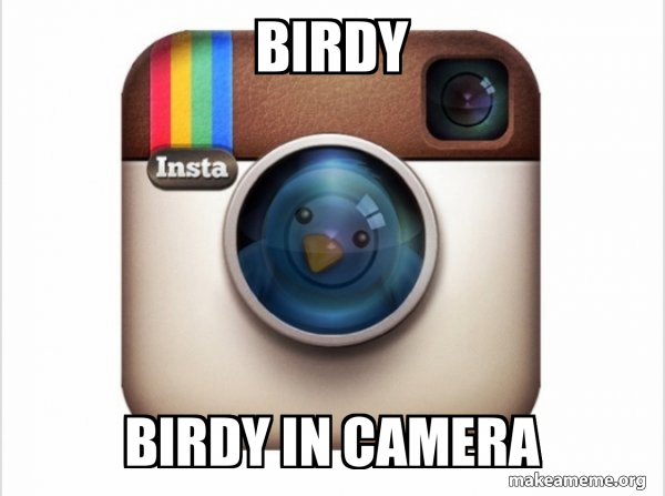 birdy birdy in camera - Instagram twitter Meme Generator