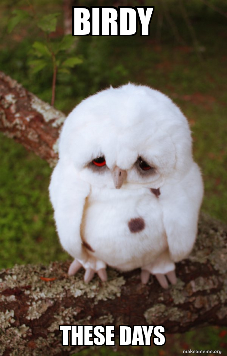 BIRDY THESE DAYS - Sad Owl Meme Generator