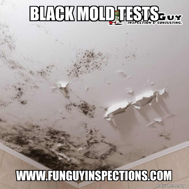 BLACK MOLD TESTS WWW.FUNGUYINSPECTIONS.COM - BLACK MOLD TESTS Meme ...