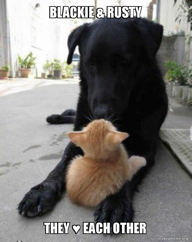 Blackie & Rusty they â™¥ each other Meme Generator