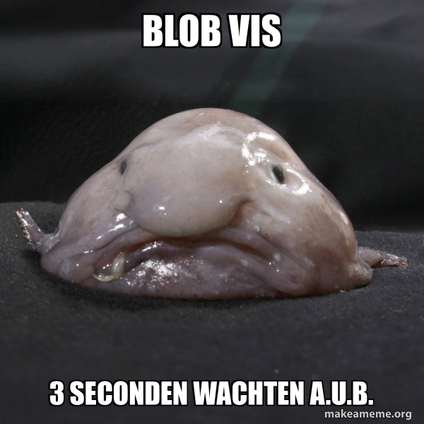 Kabeljauw Meme Profile For Klup Korsakow
