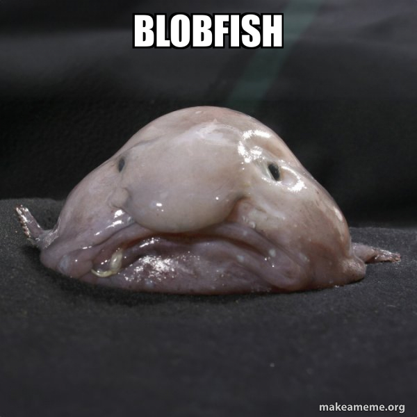 BLOBFISH - Blobfish Meme Generator