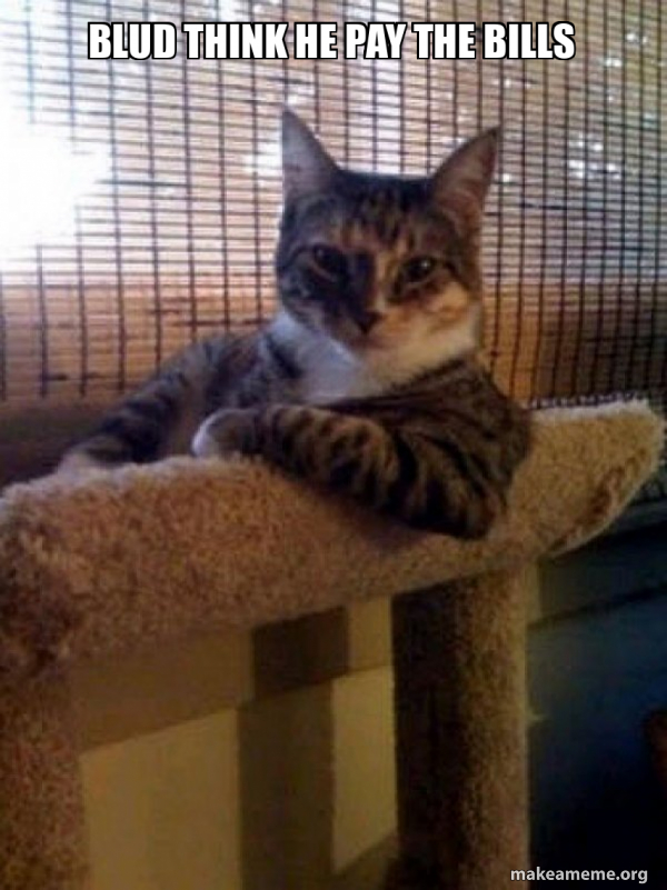 Blud think he pay the bills - The Most Interesting Cat in the World ...