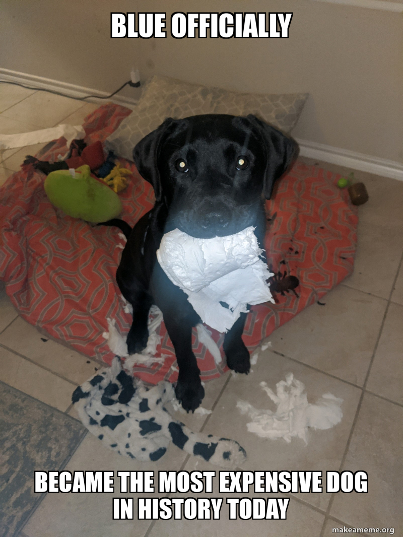 Blue officially Became the most expensive dog in history today Meme ...