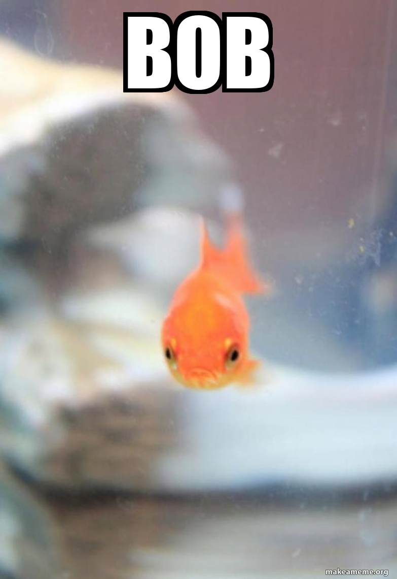 bob - Grumpy Fish Meme Generator