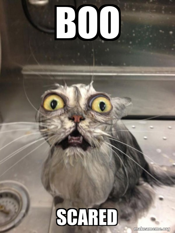 boo scared - Cat bath Meme Generator