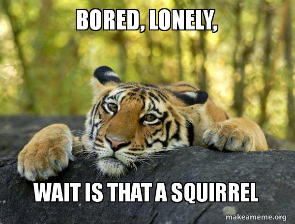 bored, lonely, wait is that a squirrel - Confession Tiger Meme Generator
