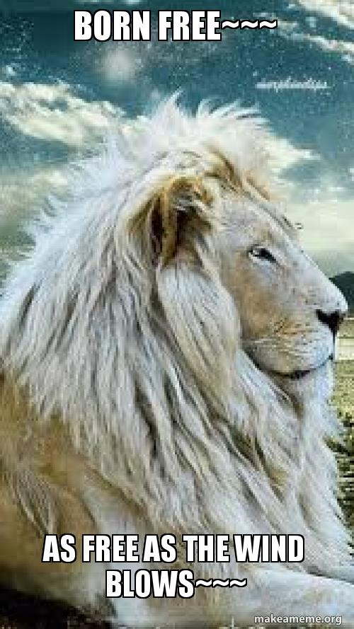 Born Free~~~ as free as the wind blows~~~ - cfvbnm Meme Generator