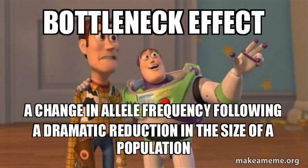 bottleneck effect a change in allele frequency following a dramatic reduction in the size of a ...