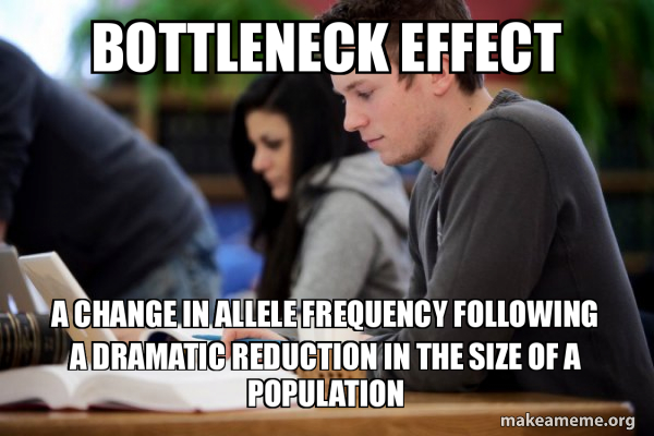 bottleneck effect a change in allele frequency following a dramatic ...