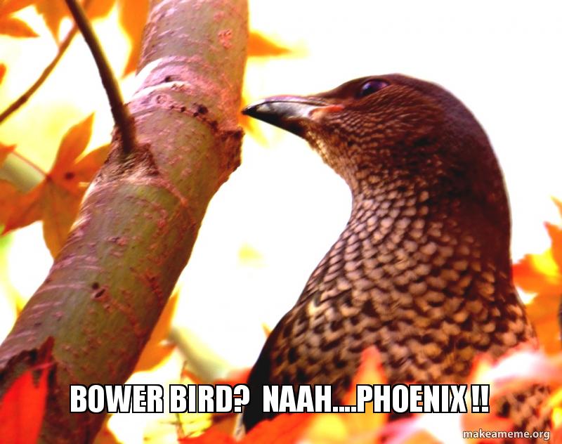 bower bird? Naah....PHOENIX !! Meme Generator