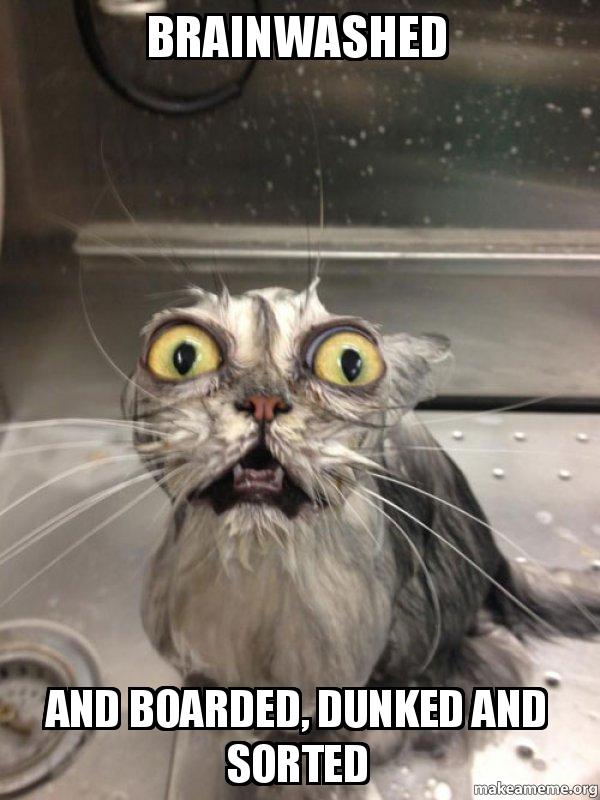 brainwashed and boarded, dunked and sorted - Cat bath Meme Generator