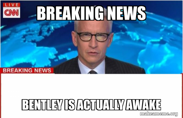 breaking news Bentley is actually awake - Fake Headline Meme Generator