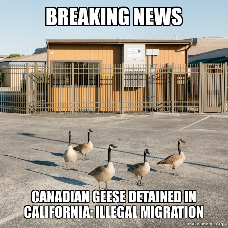 Breaking News Canadian Geese Detained in California: Illegal Migration ...