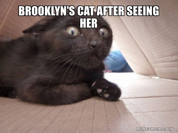 Brooklyn's cat after seeing her - Schitzo Cat Meme Generator