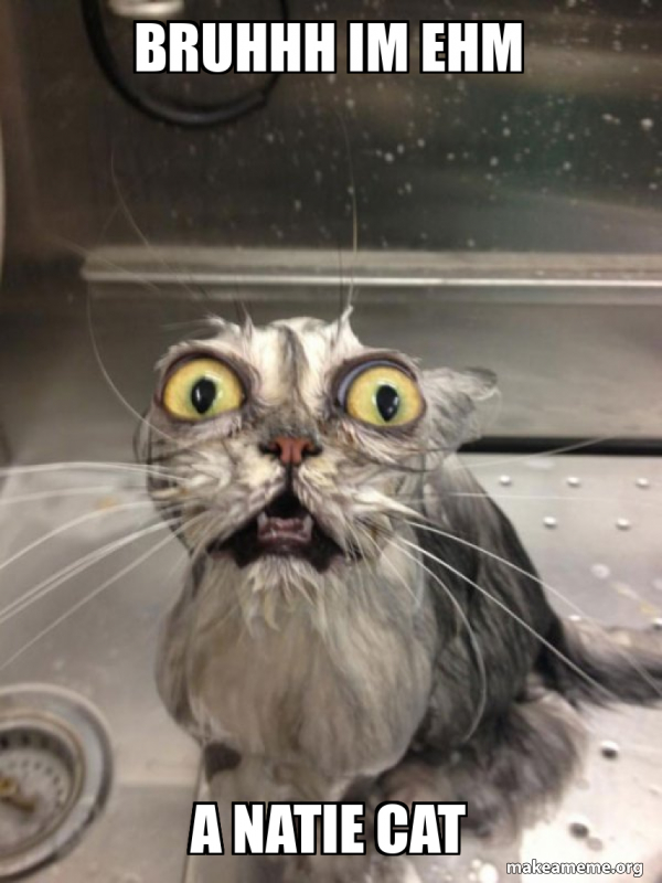 bruhhh im ehm a natie cat - Cat bath Meme Generator