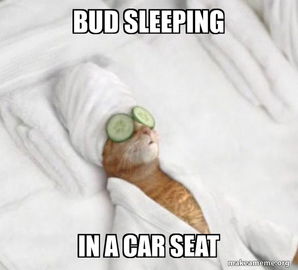 Bud sleeping in a car seat - Pampered Cat Meme Meme Generator