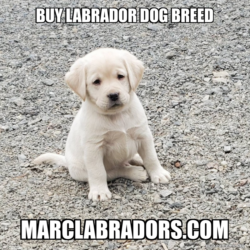 Buy Labrador Dog Breed marclabradors.com Meme Generator