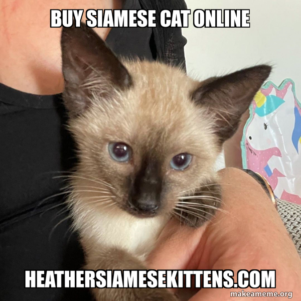 Buy Siamese cat online heathersiamesekittens.com Meme Generator
