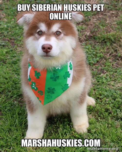 Buy Siberian Huskies Pet Online marshahuskies.com Meme Generator