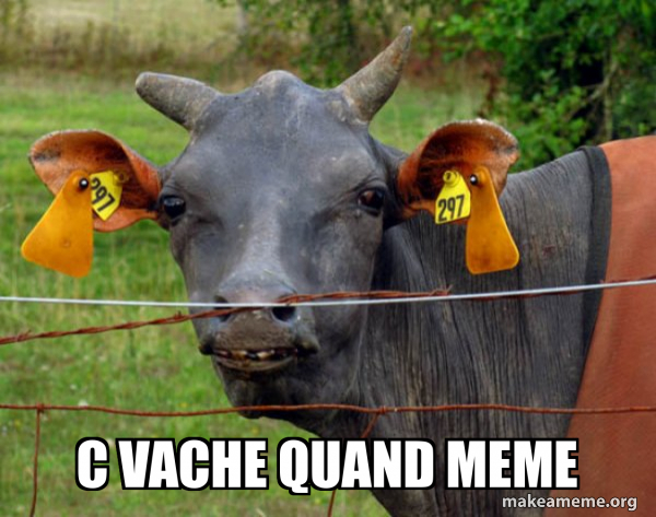 c vache quand meme - Hairless Cow Meme Generator