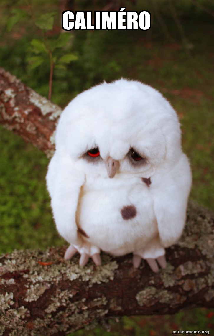 caliméro - Sad Owl Meme Generator