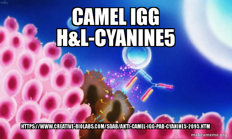 Camel IgG H&L-Cyanine5 https://www.creative-biolabs.com/sdab/anti-camel ...