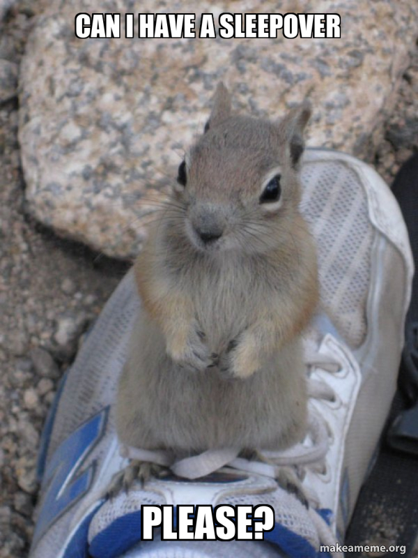 Can i have a sleepover Please? - Standover Squirrel Meme Generator