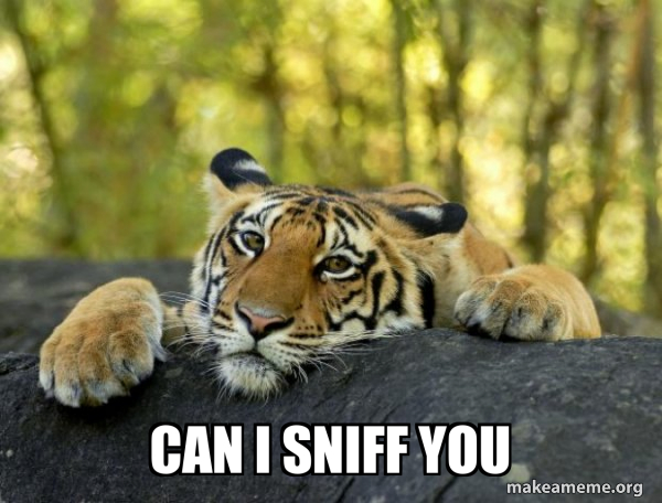 Can I SNIFF you - Confession Tiger Meme Generator