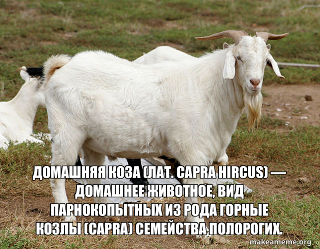 Домашняя коза (лат. Capra hircus) — домашнее животное, вид ...