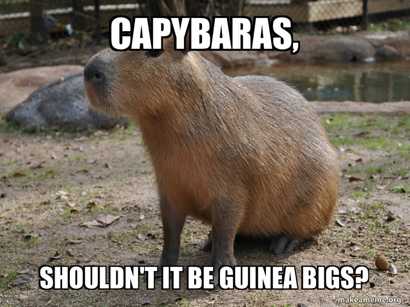 Capybaras, Shouldn't it be Guinea Bigs? Meme Generator