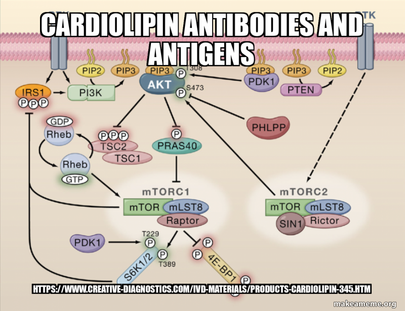 Cardiolipin Antibodies and Antigens https://www.creative-diagnostics ...