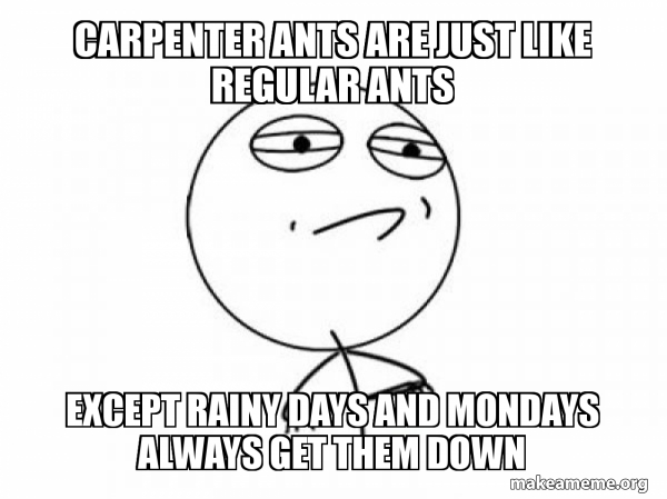 Carpenter ants are just like regular ants Except rainy days and Mondays ...