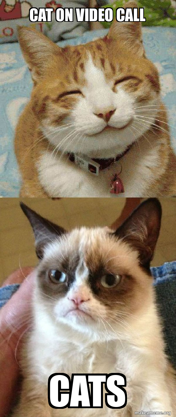 cat on video call cats - Grumpy Cat vs Happy Cat Meme Generator