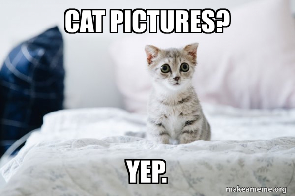 CAT PICTURES? YEP. - Cute Kitten Meme Generator