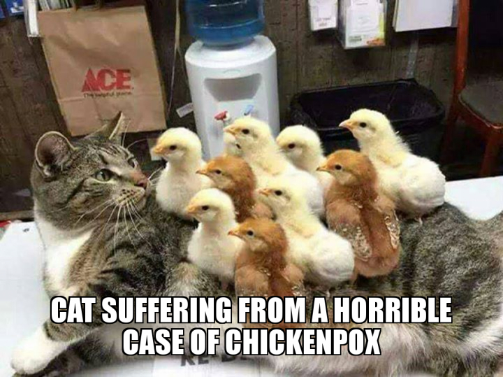 Cat suffering from a horrible case of chickenpox Meme Generator