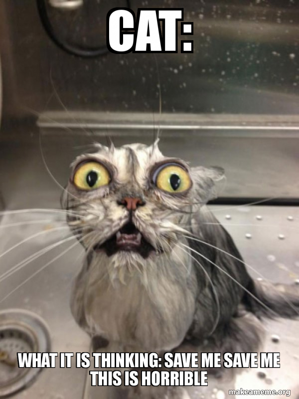 Cat: What it is thinking: SAVE ME SAVE ME THIS IS HORRIBLE - Cat bath ...