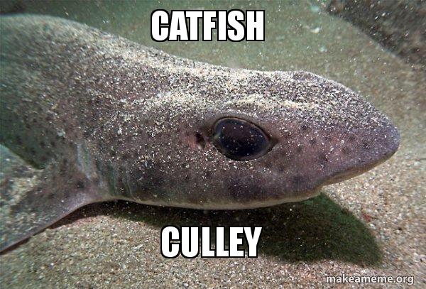 Catfish Culley - Dirty Joke Dogfish Meme Generator