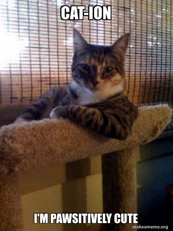 CAT-ION I'M PAWSITIVELY CUTE - The Most Interesting Cat in the World ...